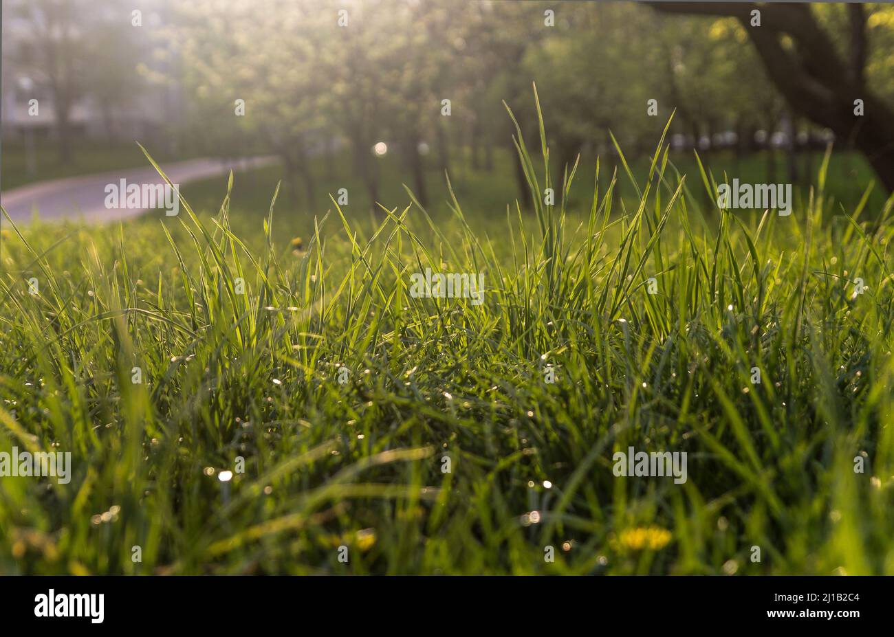 Fresh green grass background. Natural grass texture Stock Photo - Alamy