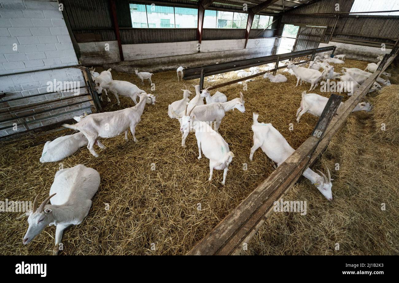 24 March 2022, Schkeswig-Holstein, Sörup: Goat of the breed "white ...