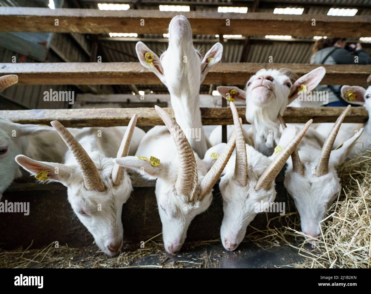 24 March 2022, Schkeswig-Holstein, Sörup: Goats of the breed "white ...
