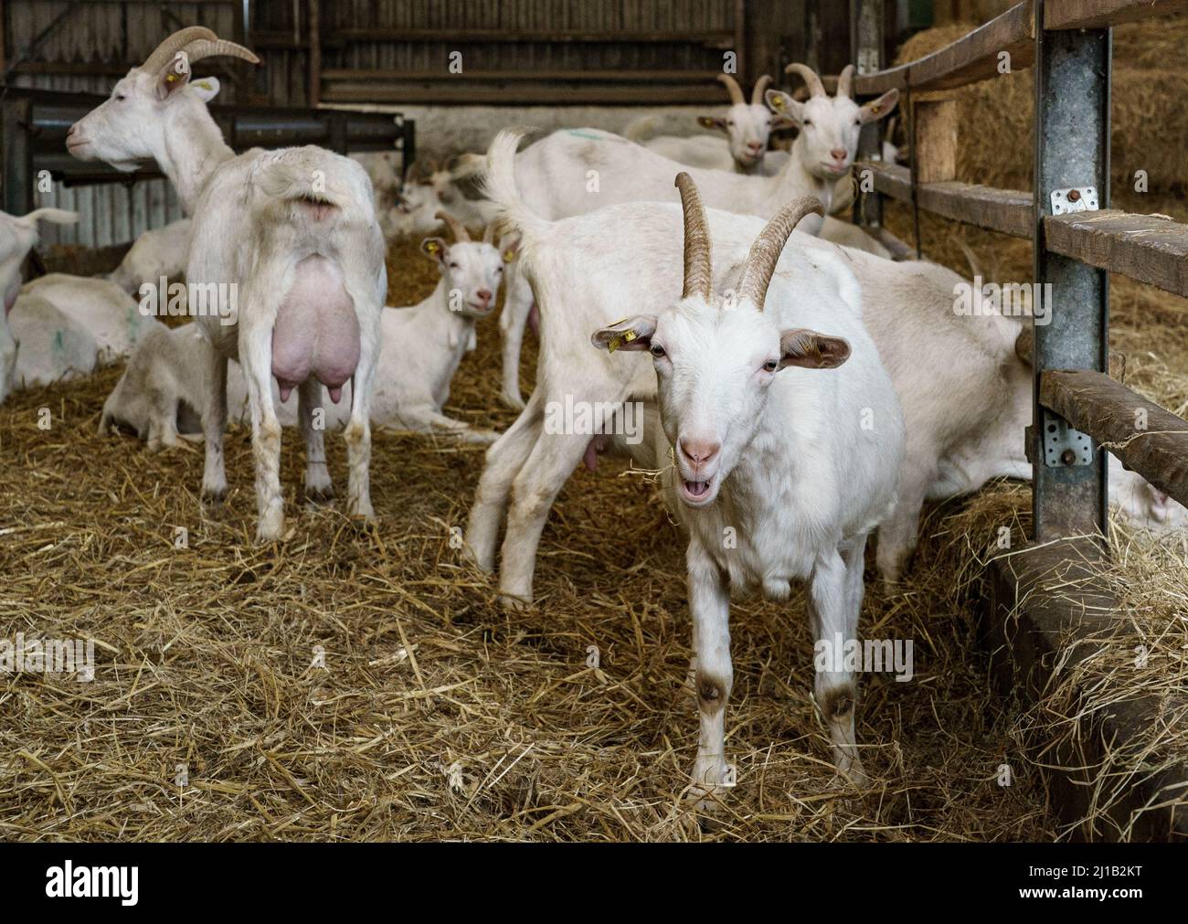 24 March 2022, Schkeswig-Holstein, Sörup: Goat of the breed "white ...