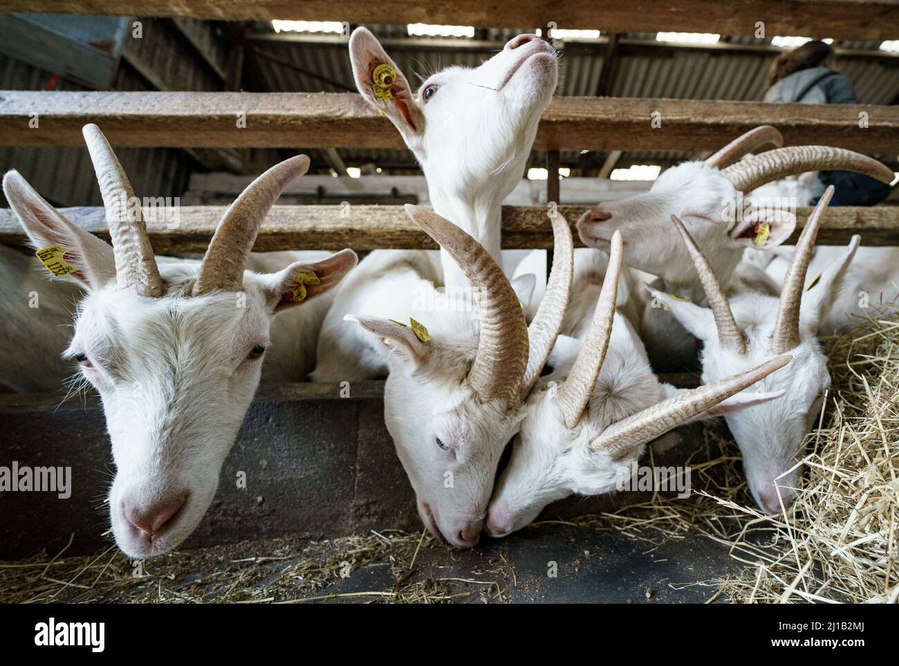 24 March 2022, Schkeswig-Holstein, Sörup: Goats of the breed "white ...