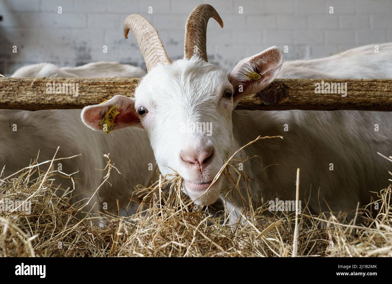 24 March 2022, Schkeswig-Holstein, Sörup: A goat of the breed "white ...