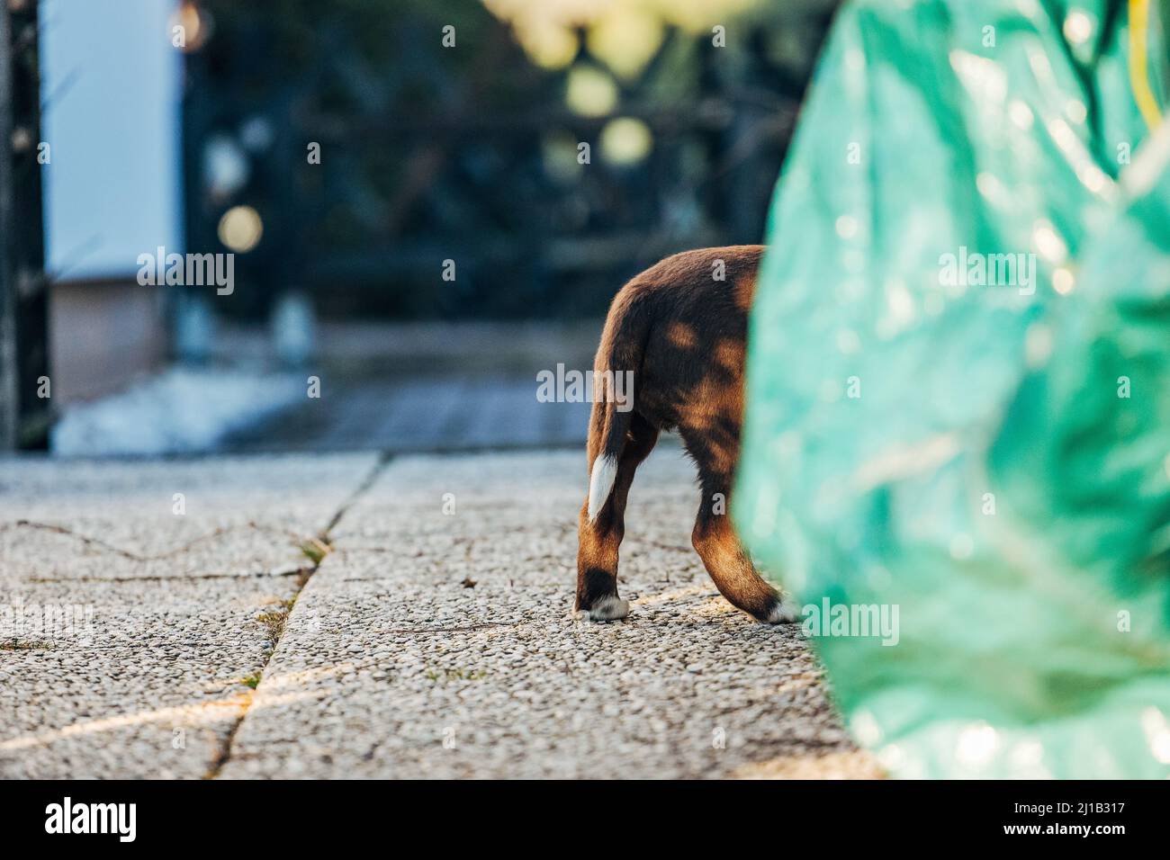 Rear view cute labrador retriever hi-res stock photography and images ...