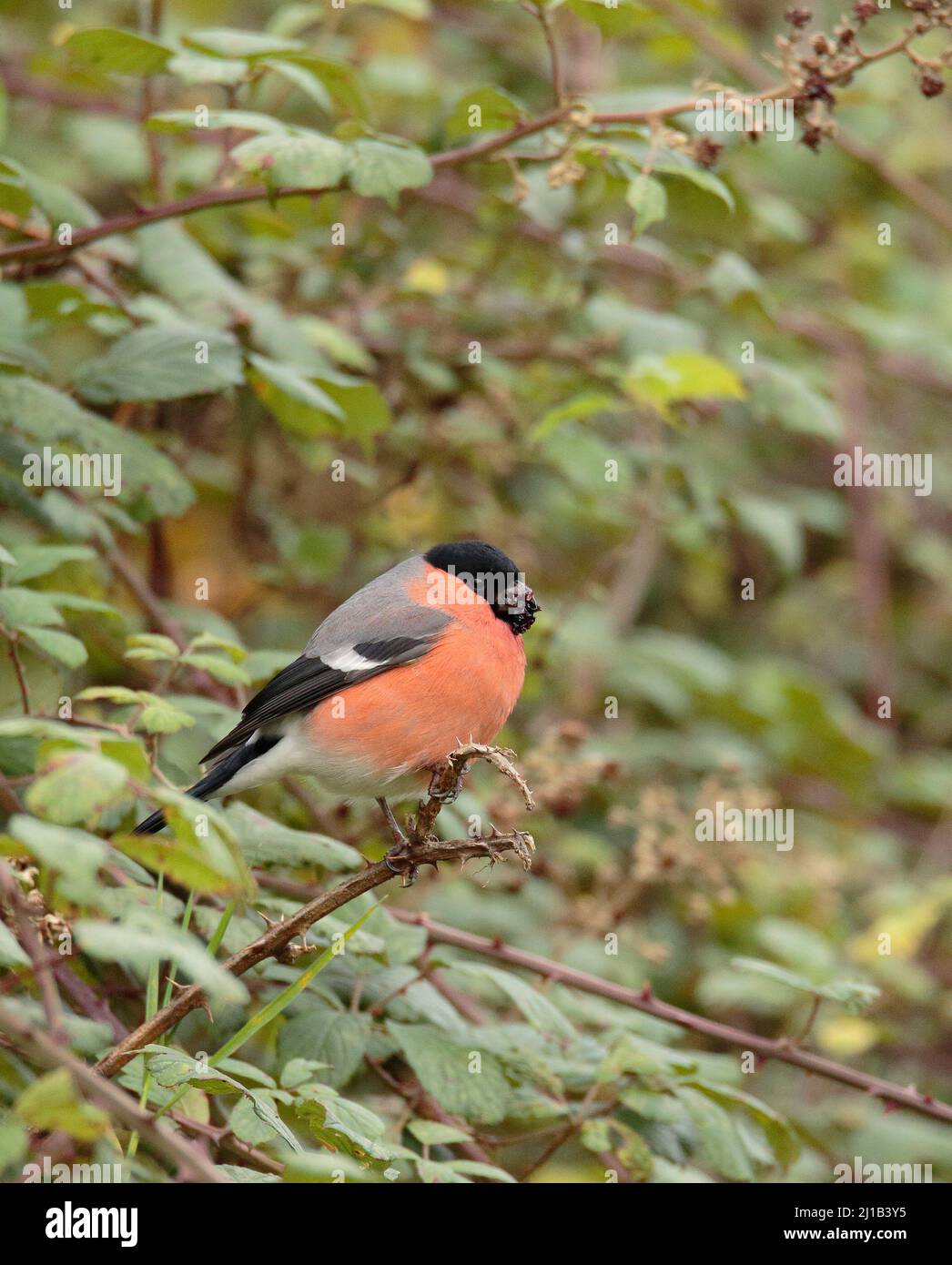 Bullfinch flying uk hi-res stock photography and images - Alamy