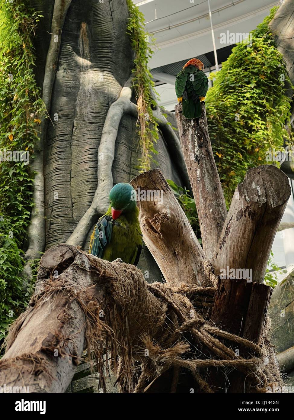 Bright billed hi-res stock photography and images - Alamy