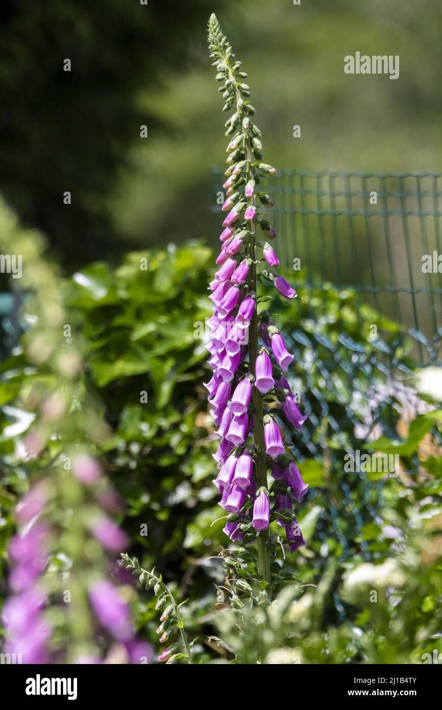 Foxglove backdrop hi-res stock photography and images - Alamy