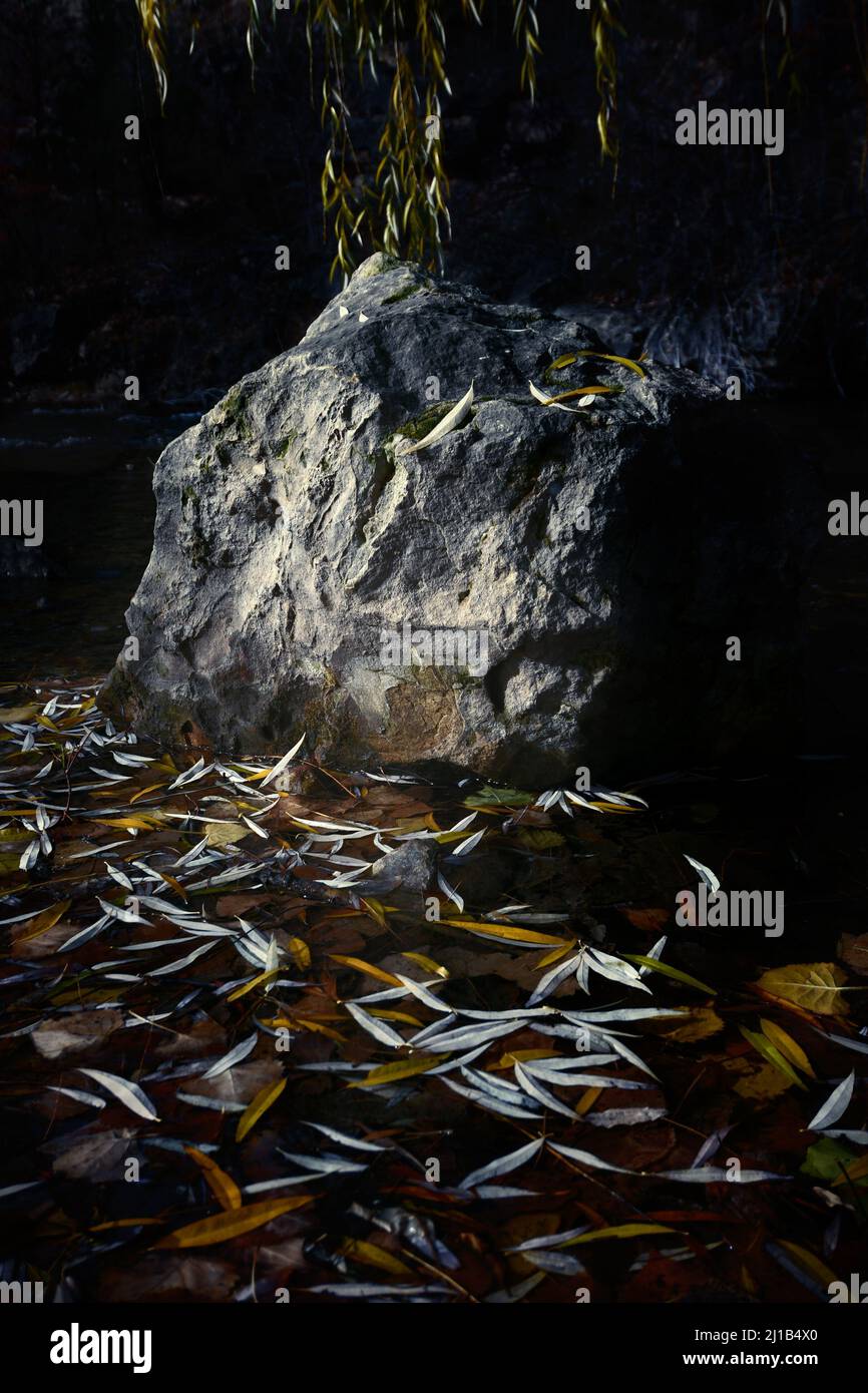 A vertical shot of the granite willow tree leaves fallen in the lake ...