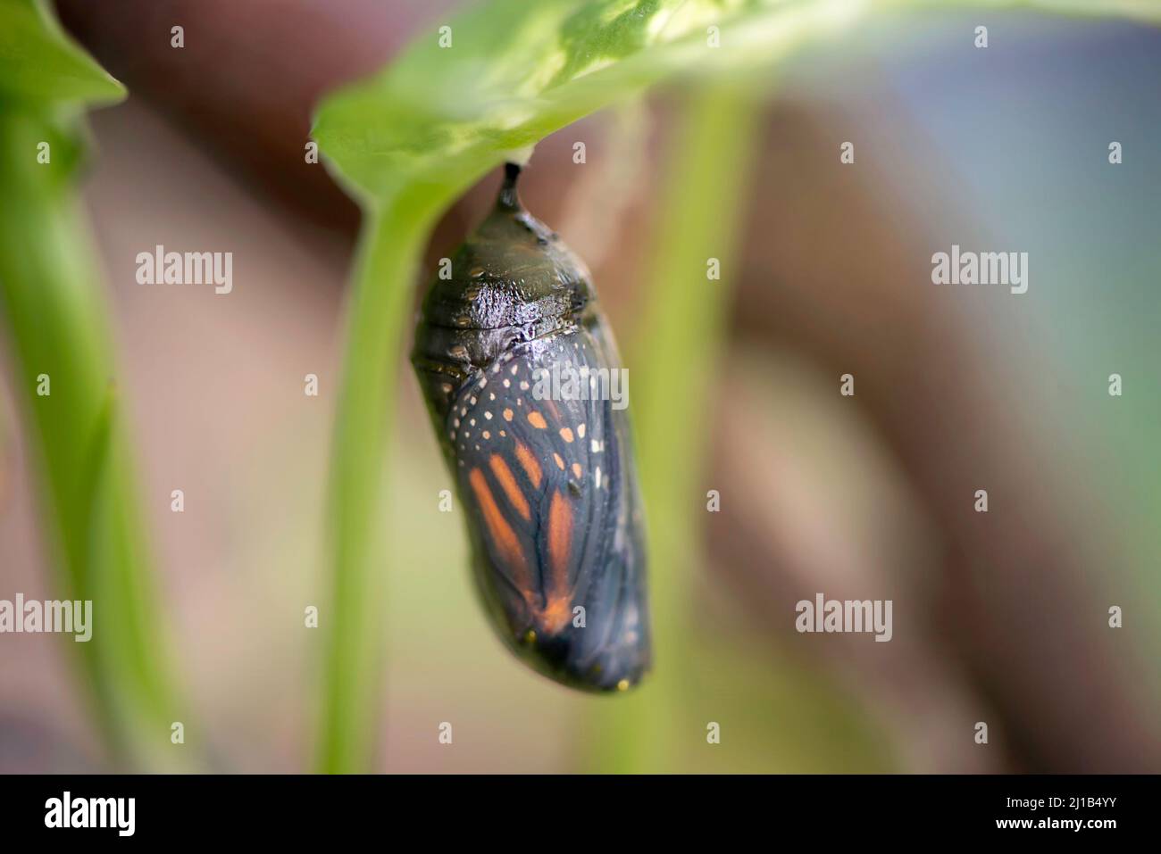 Monarch butterfly egg hatching hi-res stock photography and images - Alamy
