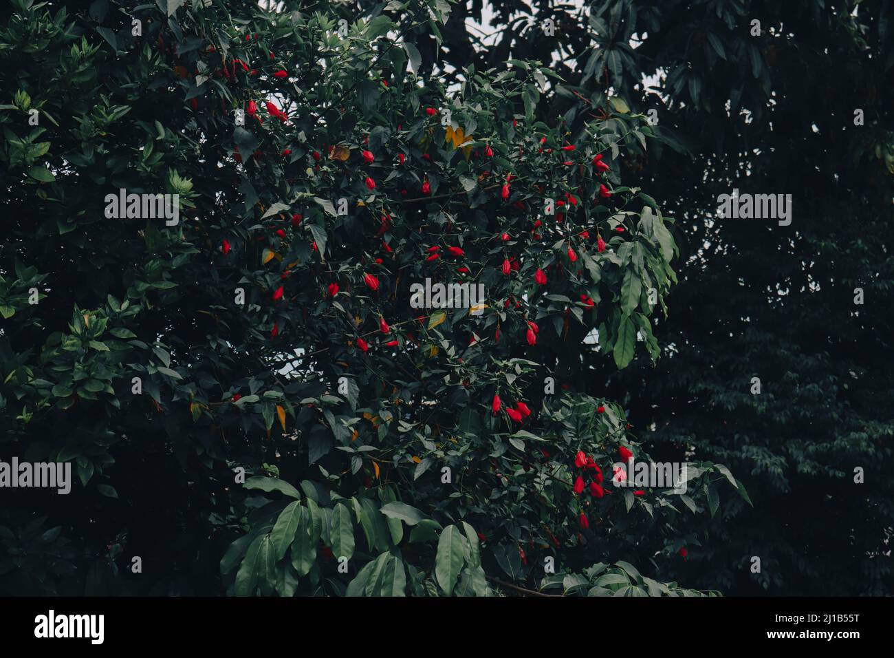 Mac os wallpaper hi-res stock photography and images - Alamy