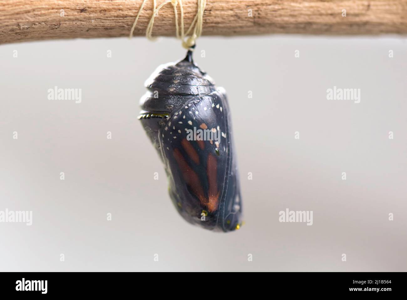 Monarch butterfly egg hatching hi-res stock photography and images - Alamy
