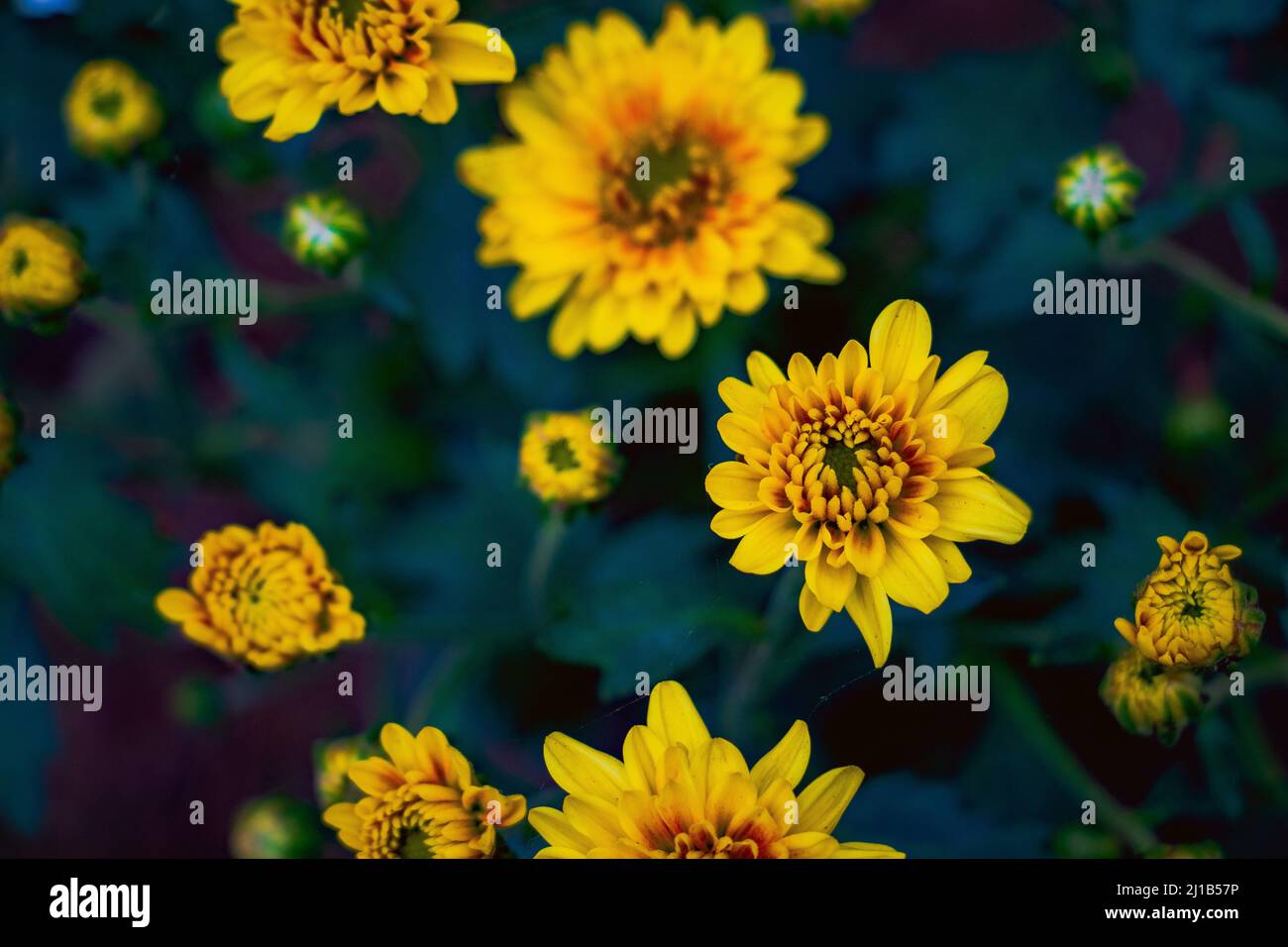 Perennial sunflower hi-res stock photography and images - Alamy