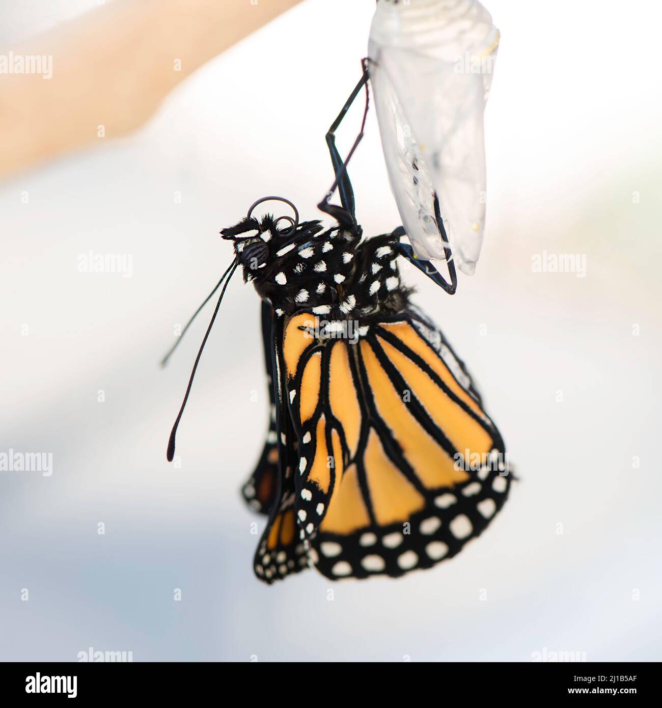 Hatching yellow butterfly hi-res stock photography and images - Alamy