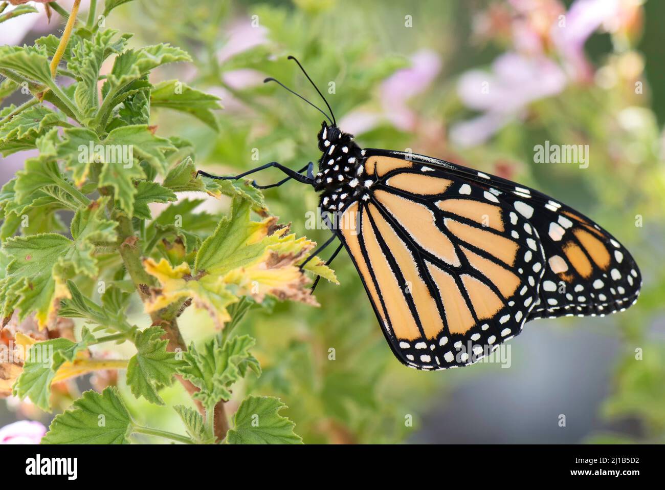 Hatching yellow butterfly hi-res stock photography and images - Alamy