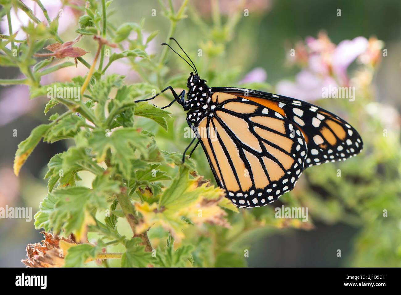 Monarque butterfly hi-res stock photography and images - Alamy