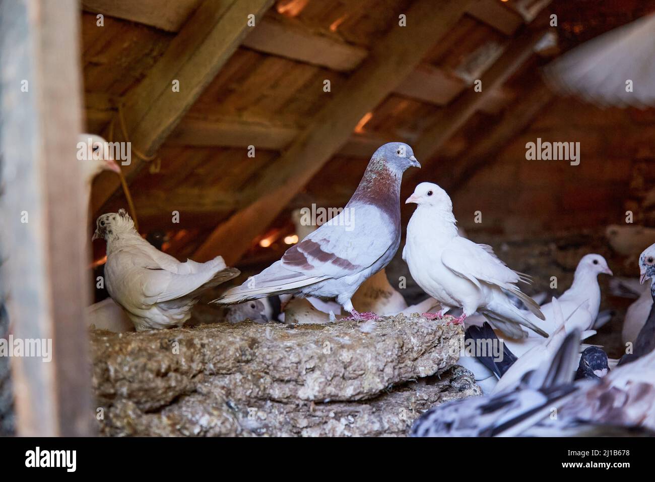 Breeding purebred pigeons at private yard. Warm house for birds. Hobby ...