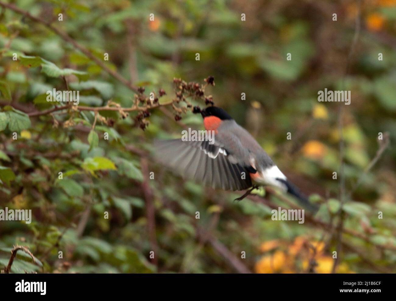 Flying bullfinch uk hi-res stock photography and images - Alamy