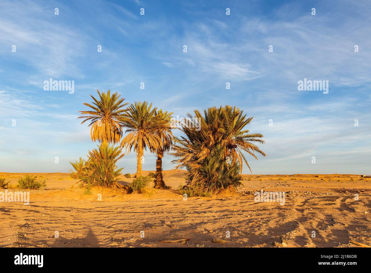 Palm trees in the Sahara Desert. Sunrise in the desert Stock Photo - Alamy