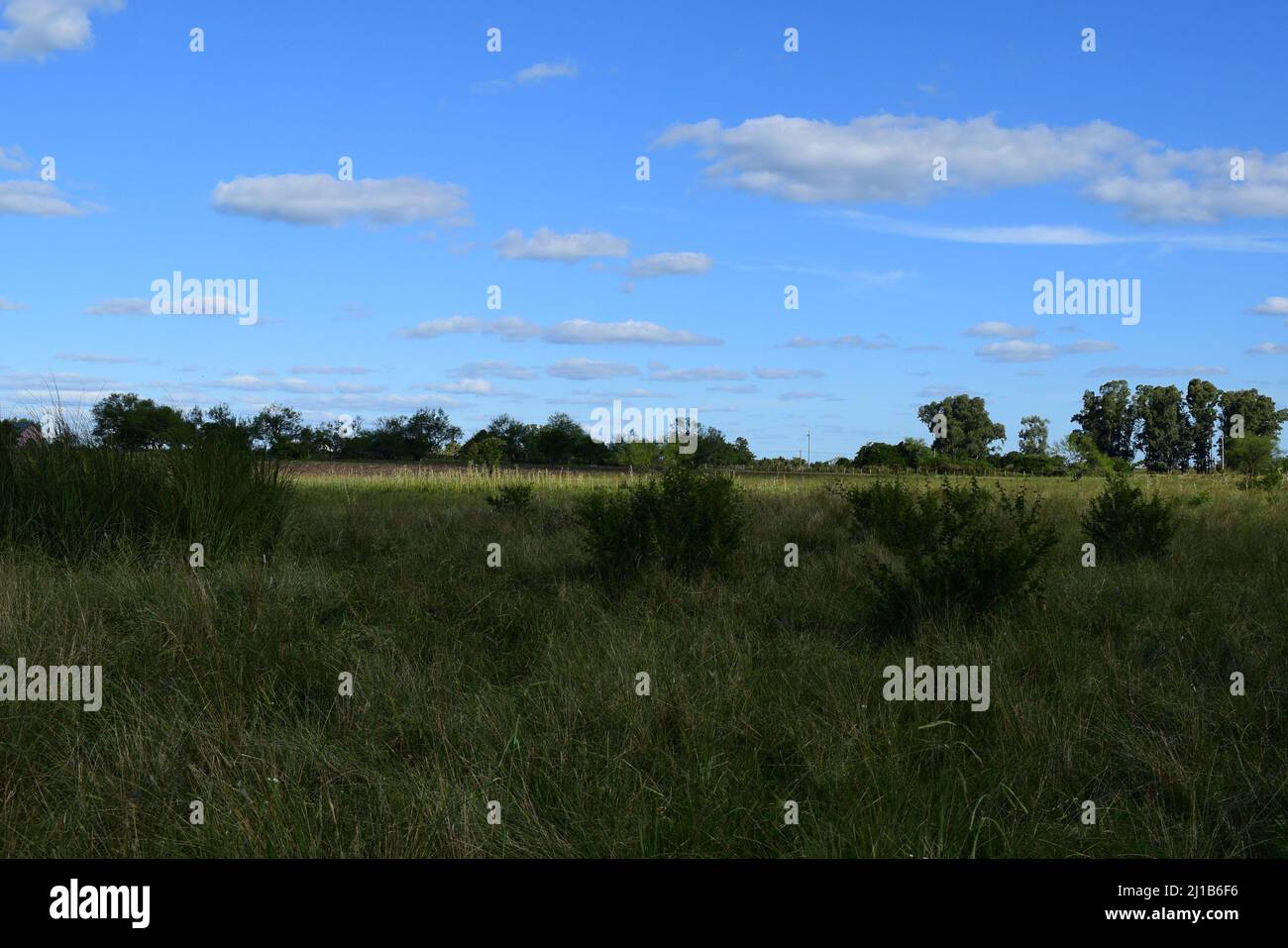Flora uruguay hi-res stock photography and images - Alamy