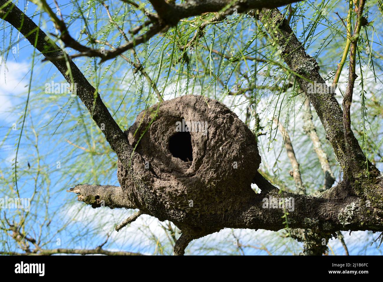 Argentina native birds hi-res stock photography and images - Alamy