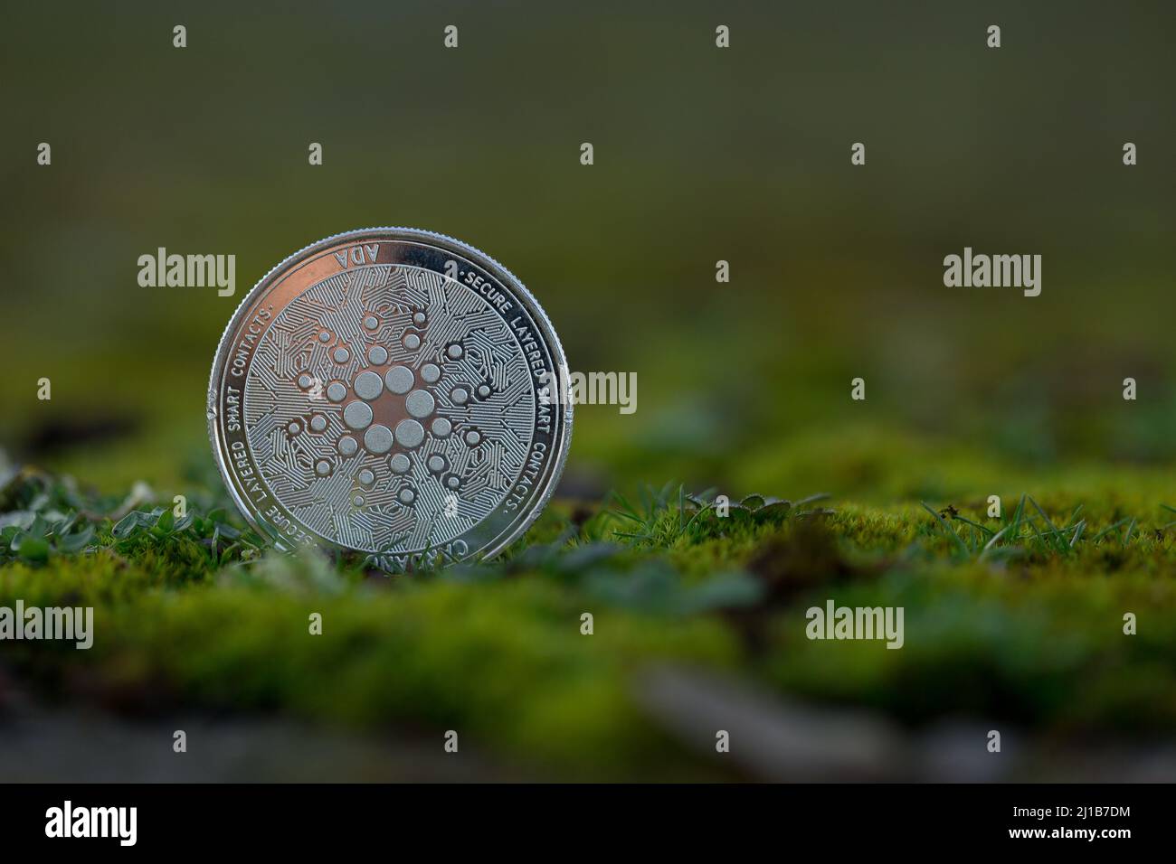 Cardano ADA cryptocurrency physical coin placed on the green moss in ...