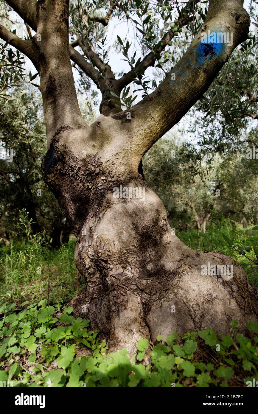 HUNDRED-YEAR-OLD OLIVE TREE WITH AN ATYPICAL SHAPE, OFFBEAT WALK ALONG ...