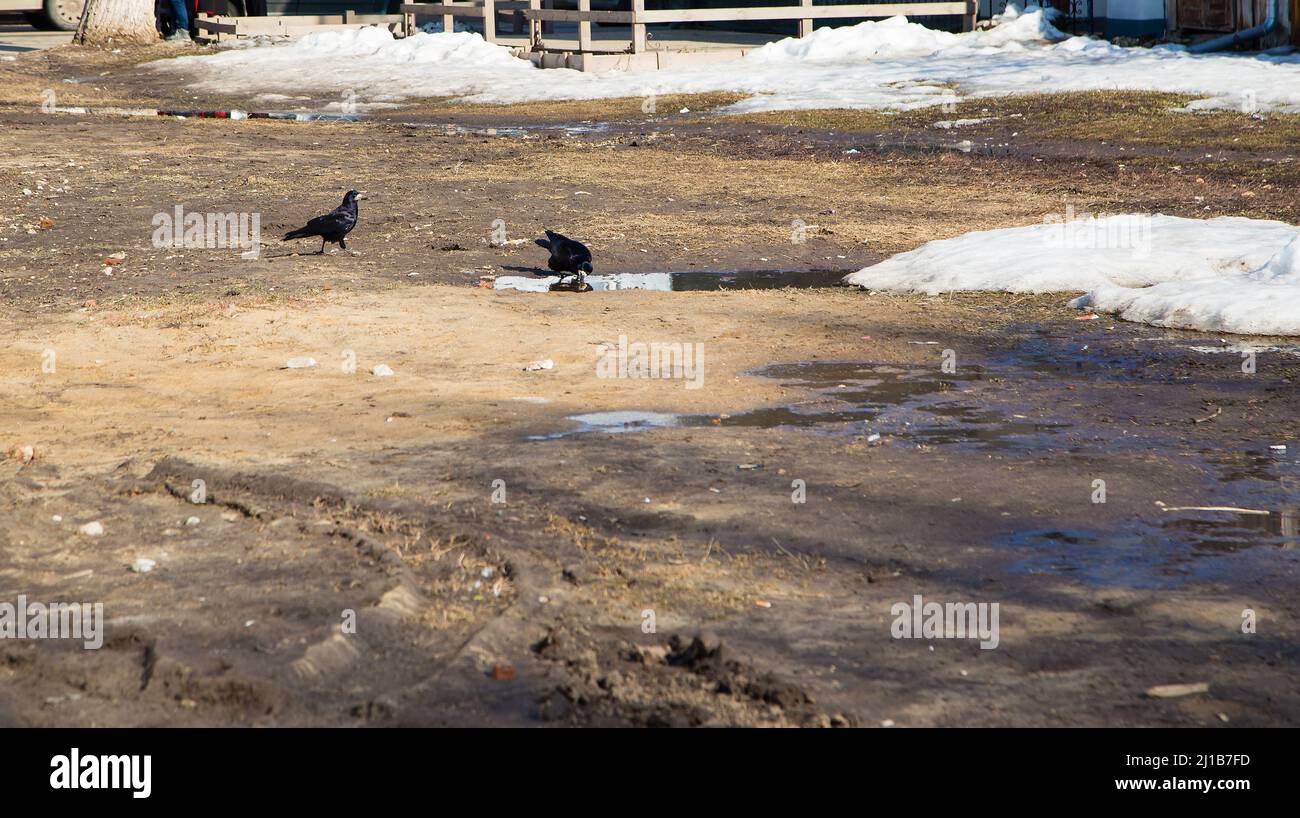 In a clearing in the park, black rooks drink water from a puddle ...