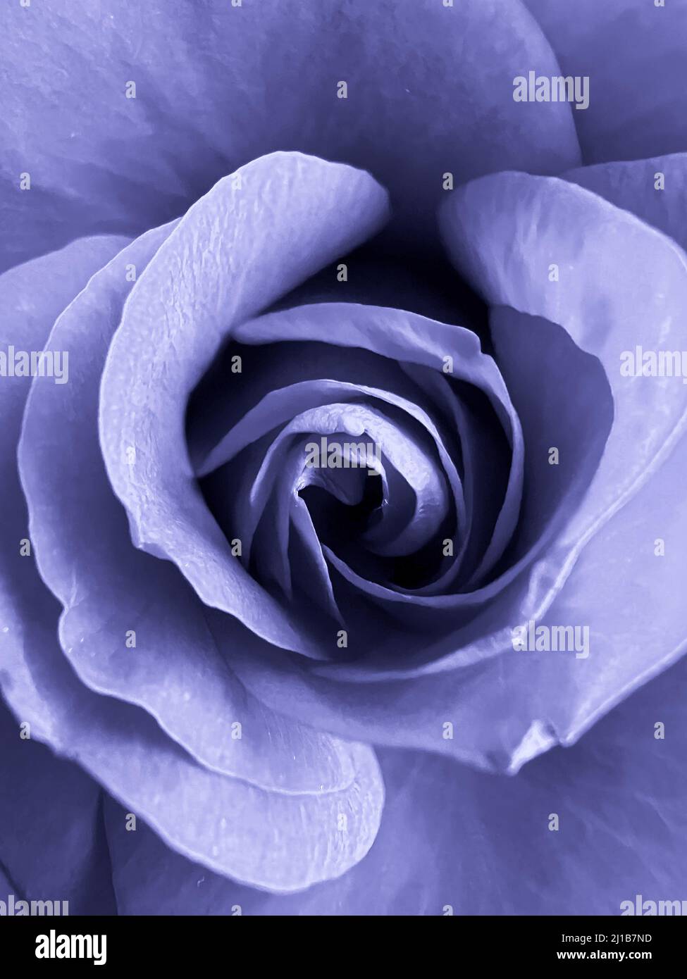 Very peri rose hi-res stock photography and images - Alamy