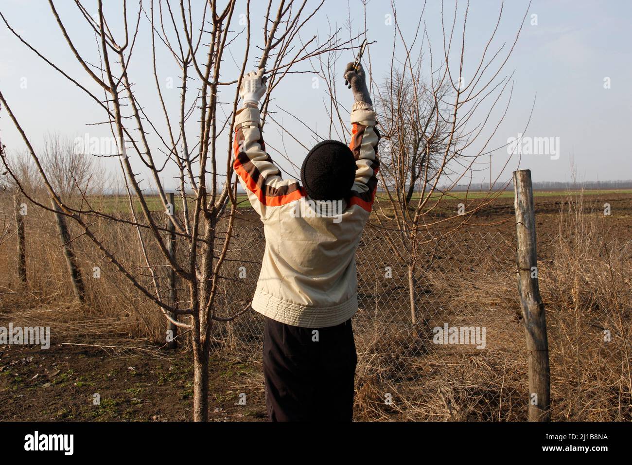 Spring pruning of trees with pruning shears. Woman pruning tree ...