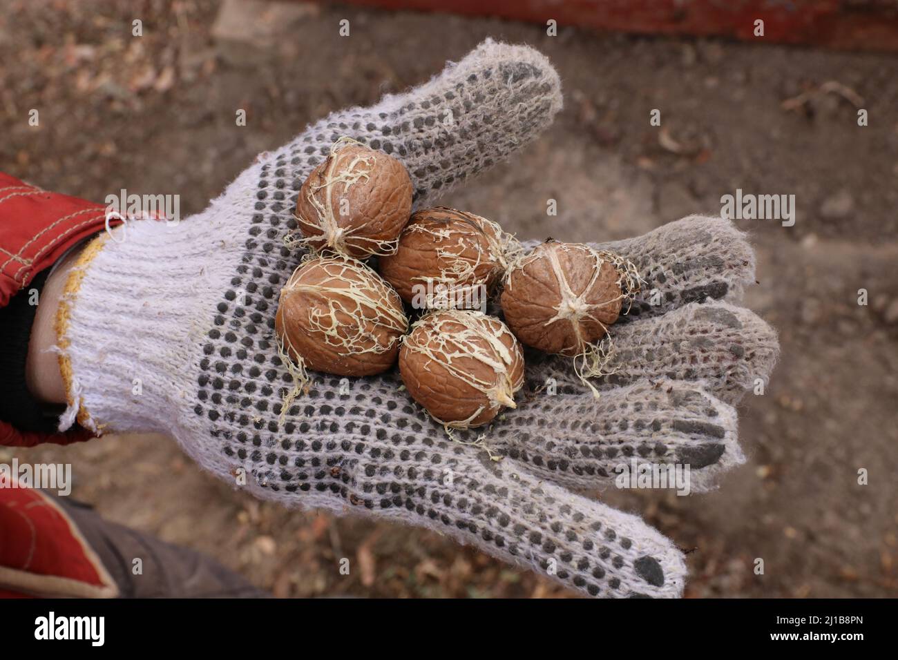 Hand holding nuts hi-res stock photography and images - Alamy