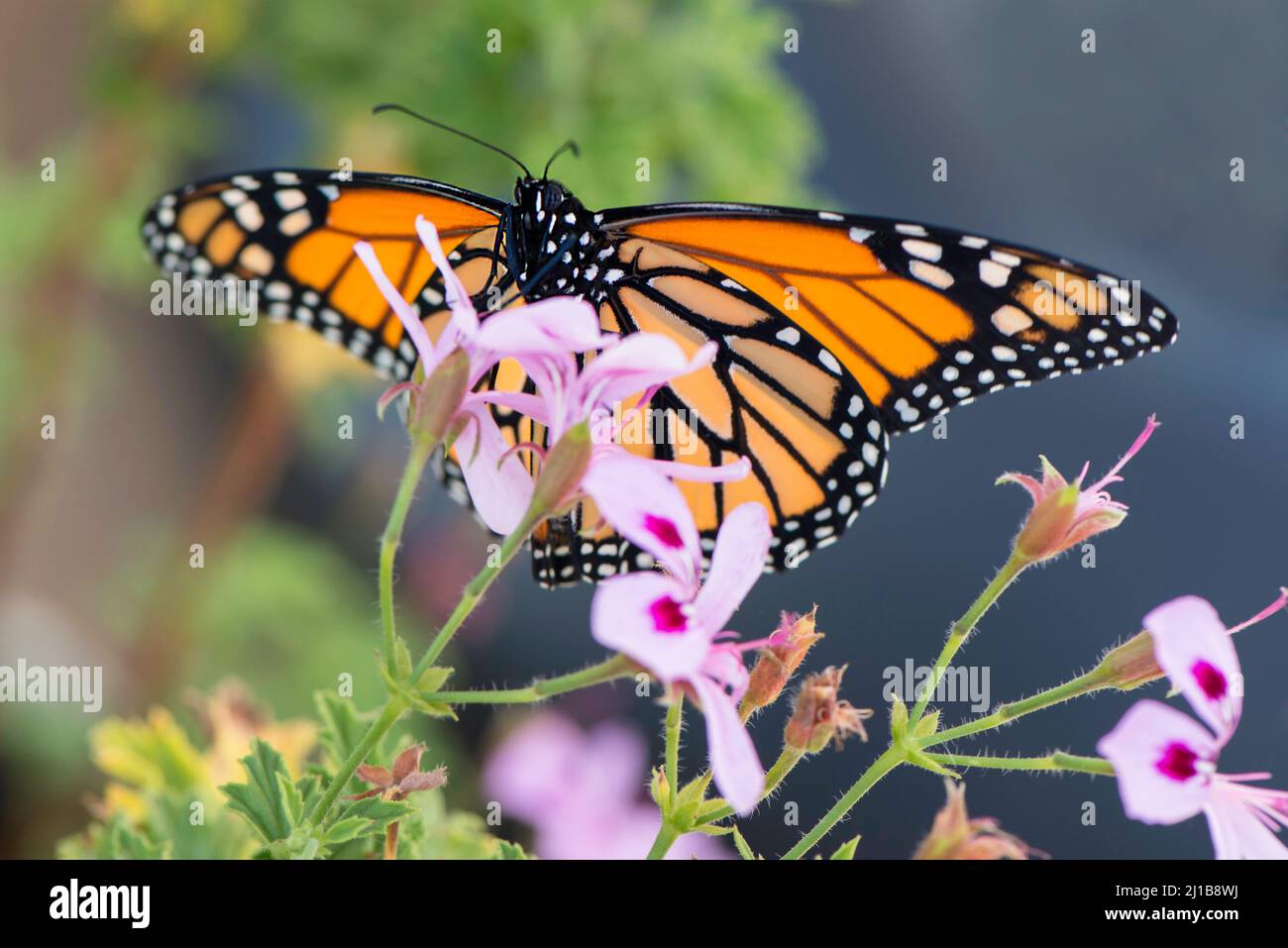 Monarch butterfly egg hatching hi-res stock photography and images - Alamy