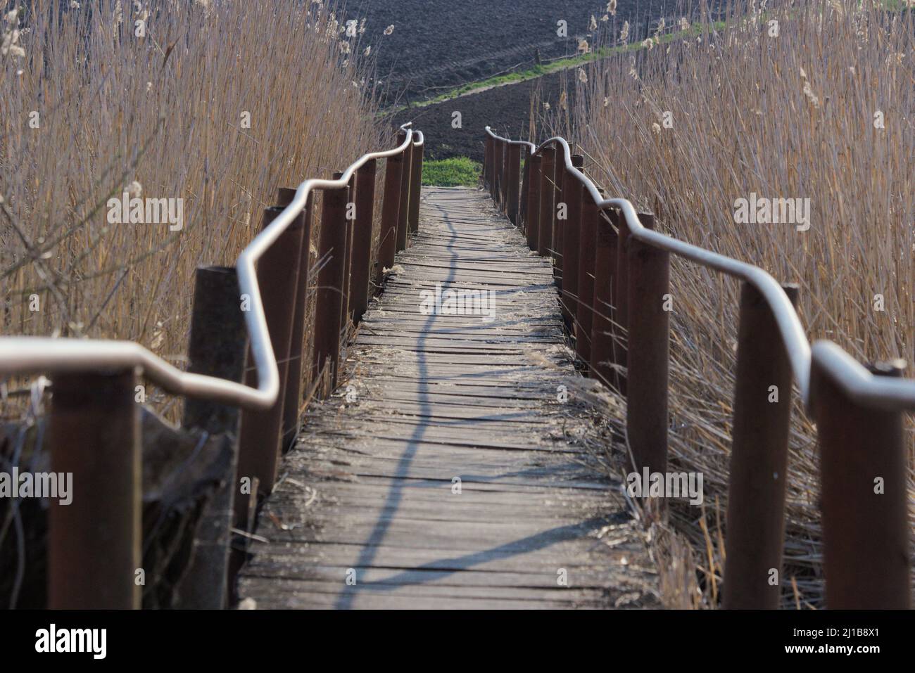 Old narrow wooden bridge across the river. The river was overgrown with ...