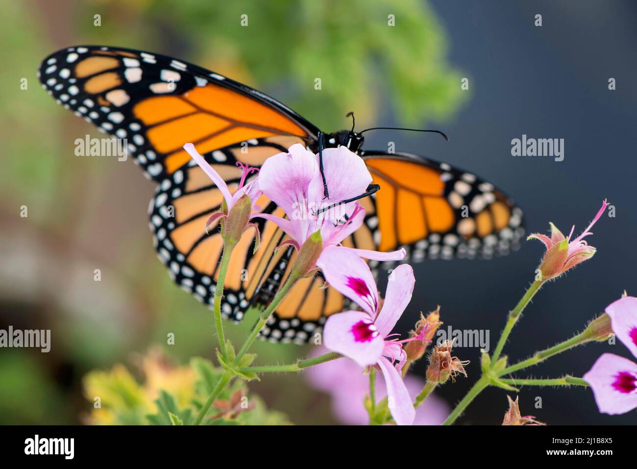 Monarch butterfly egg hatching hi-res stock photography and images - Alamy