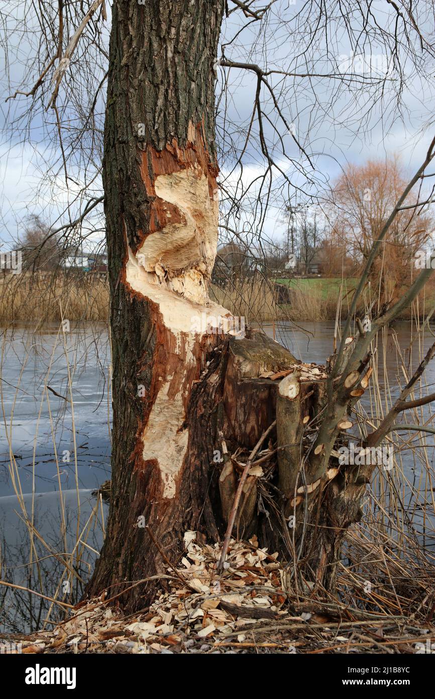 Tree gnawed by beavers. Damaged tree with animals teeth marks near ...