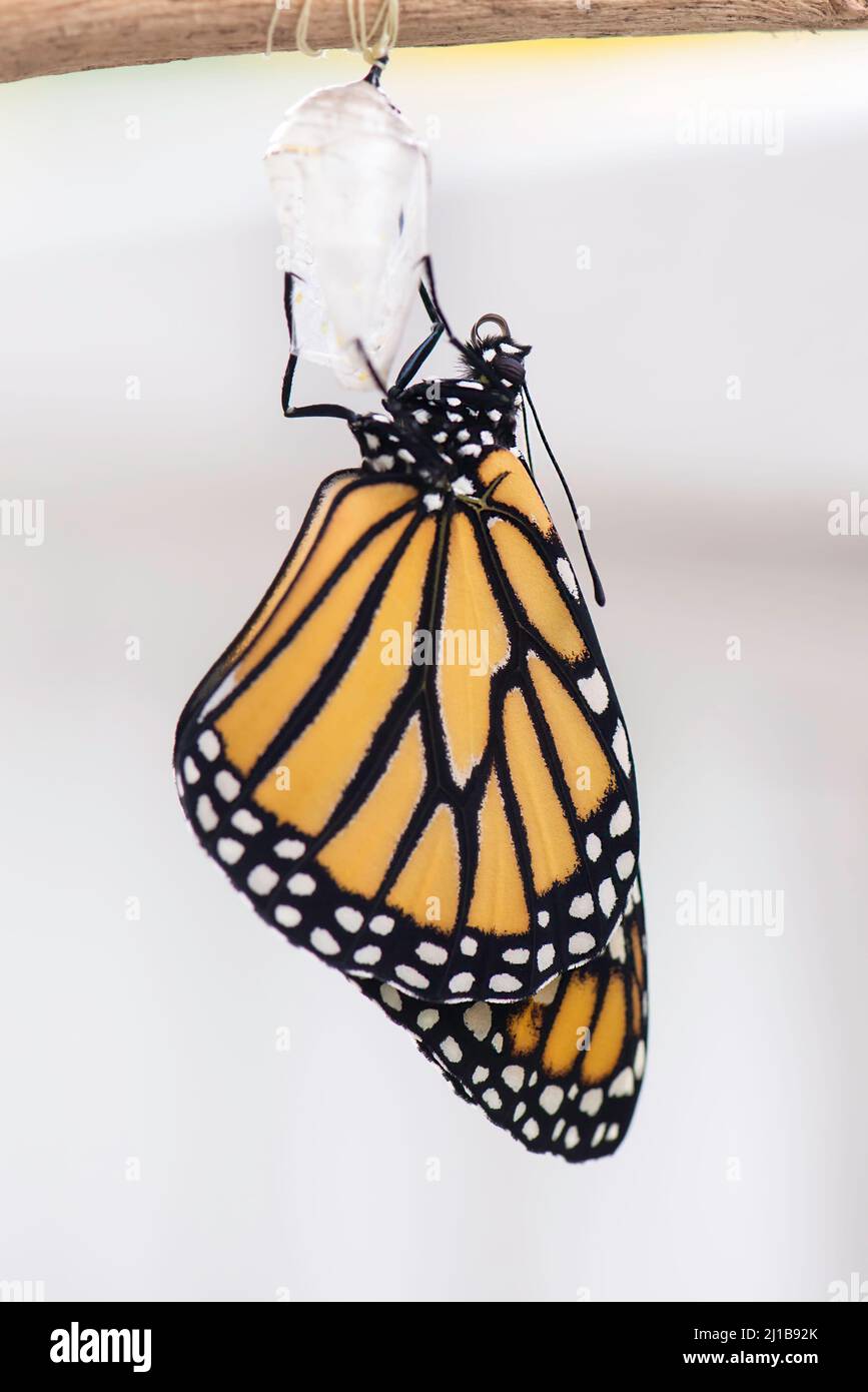 Monarch butterfly egg hatching hi-res stock photography and images - Alamy