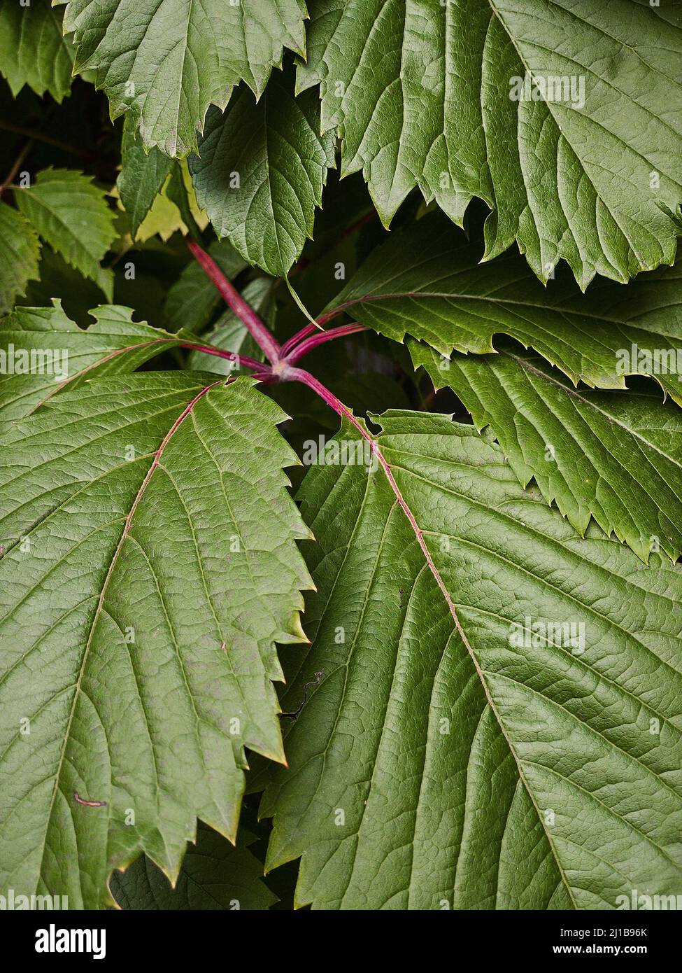 Large green leaves of Virginia creeper with violet stem. Natural ...