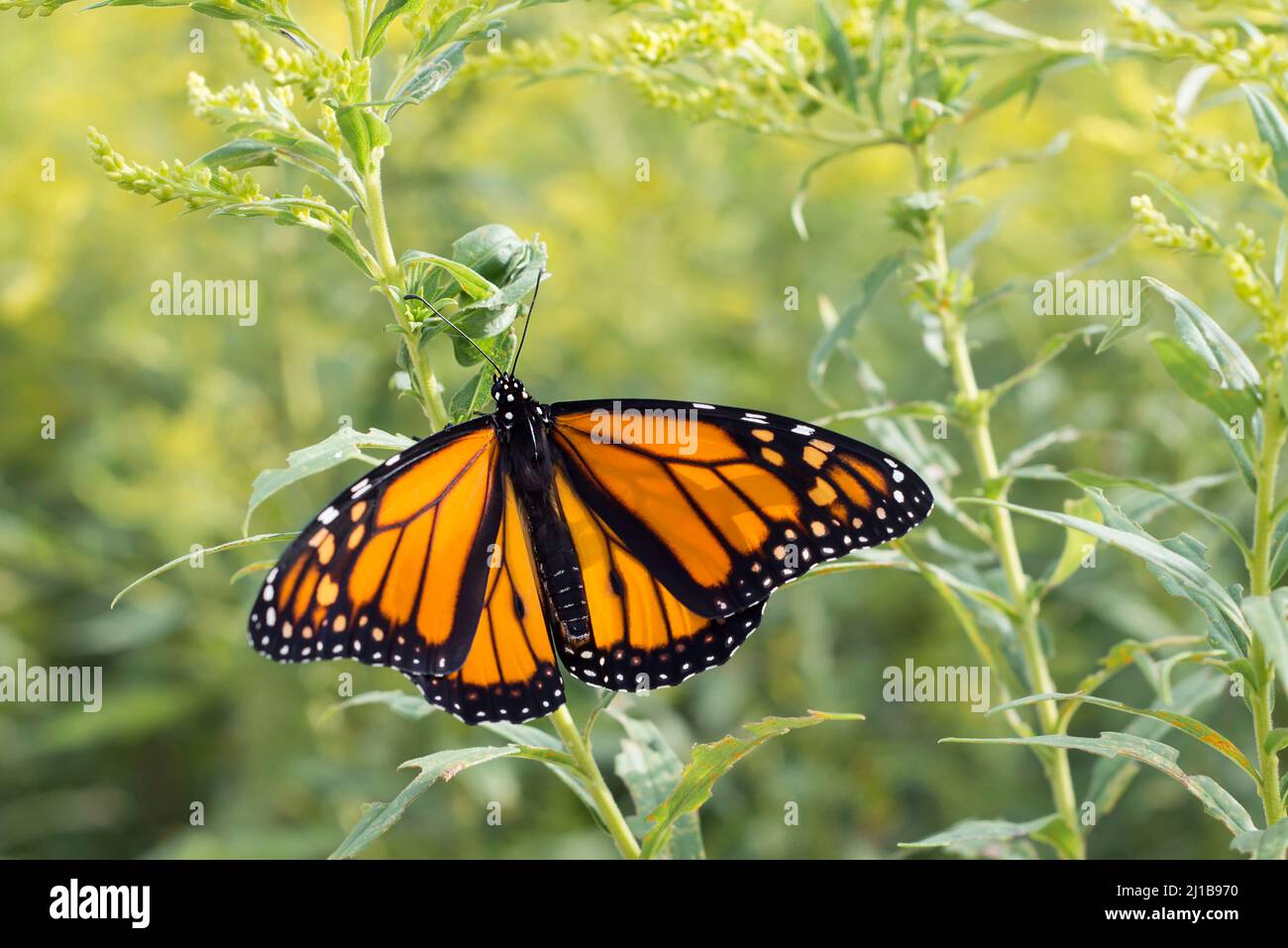Monarch butterfly egg hatching hi-res stock photography and images - Alamy