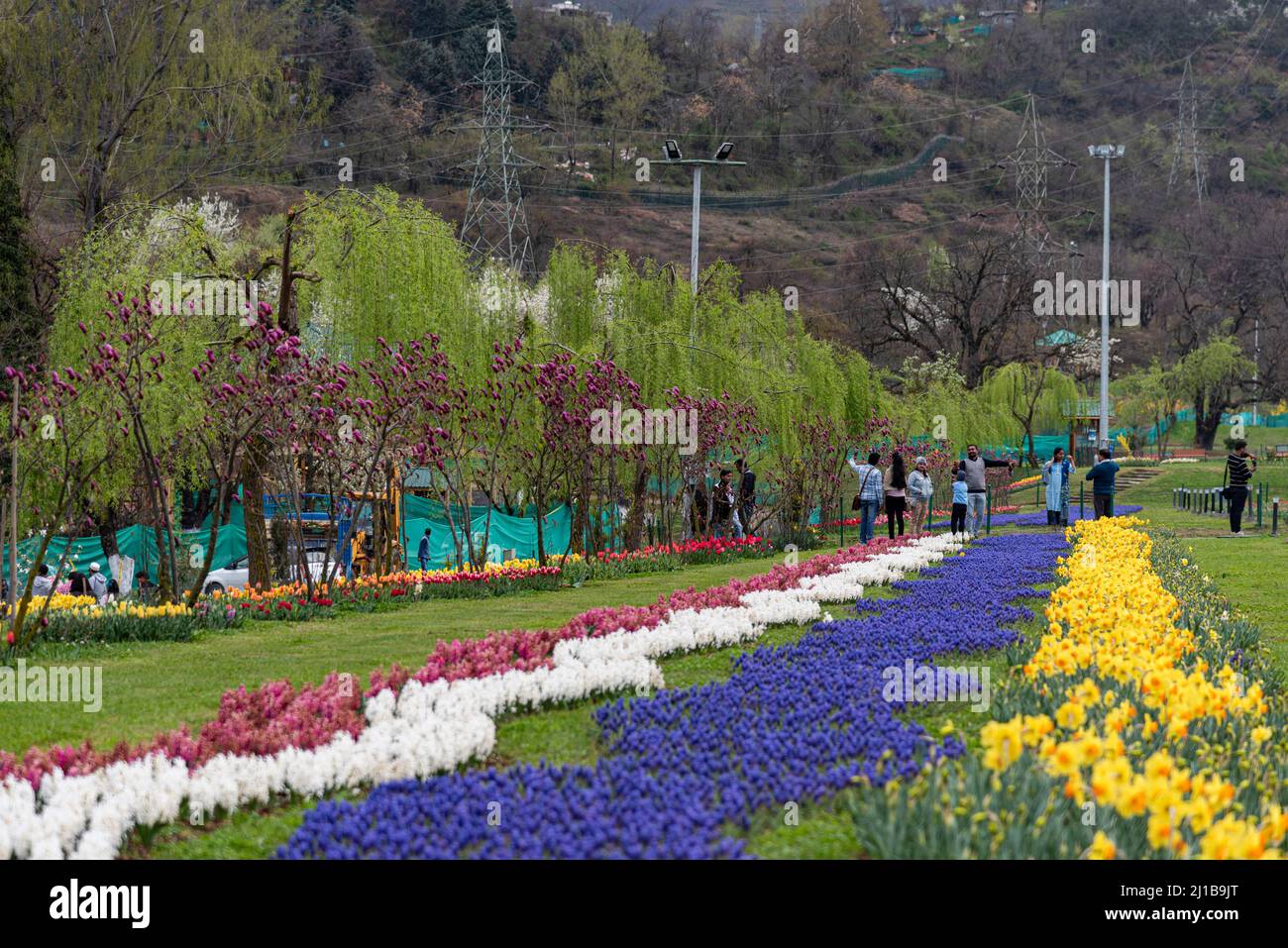 Srinagar, India. 24th Mar, 2022. People walk past bloomed tulip flowers ...