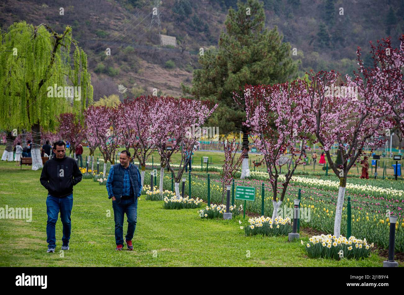 Men walk past bloomed trees inside the tulip garden during spring. The ...