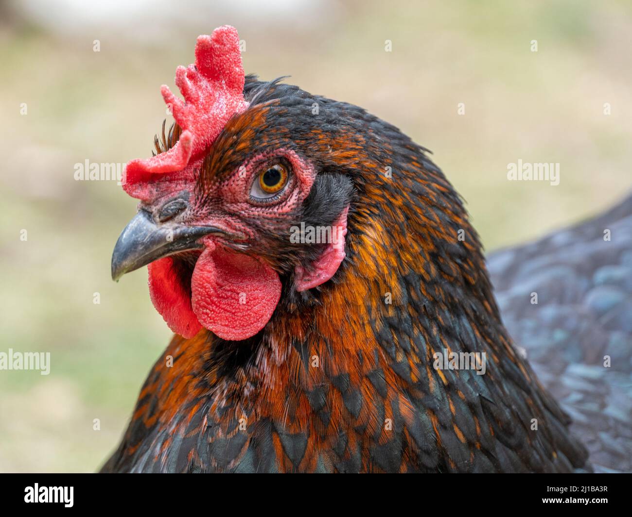 Maran chicken hi-res stock photography and images - Alamy