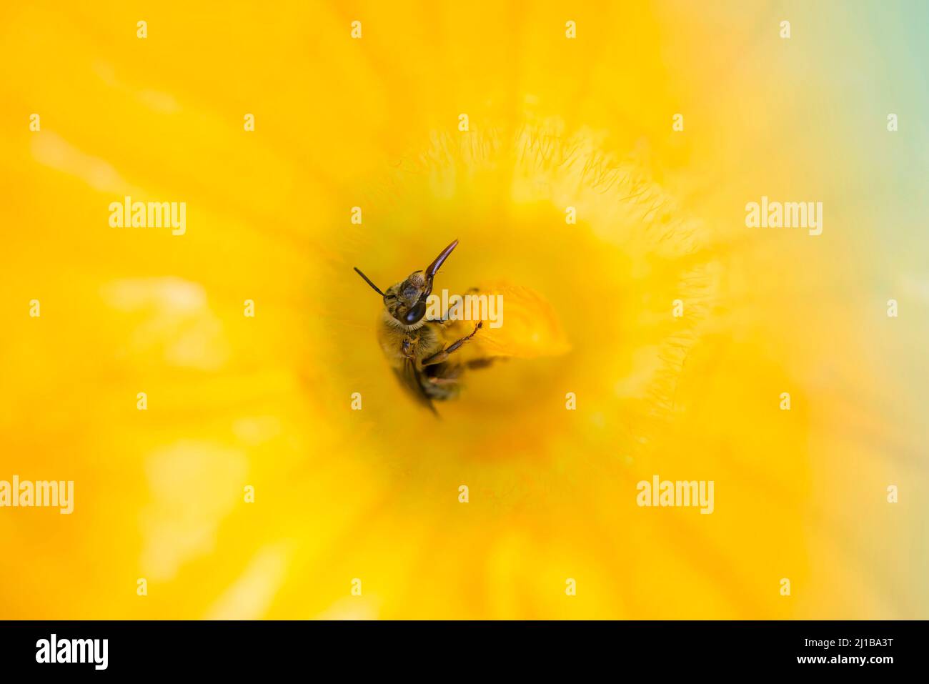 Bee in squash hi-res stock photography and images - Alamy
