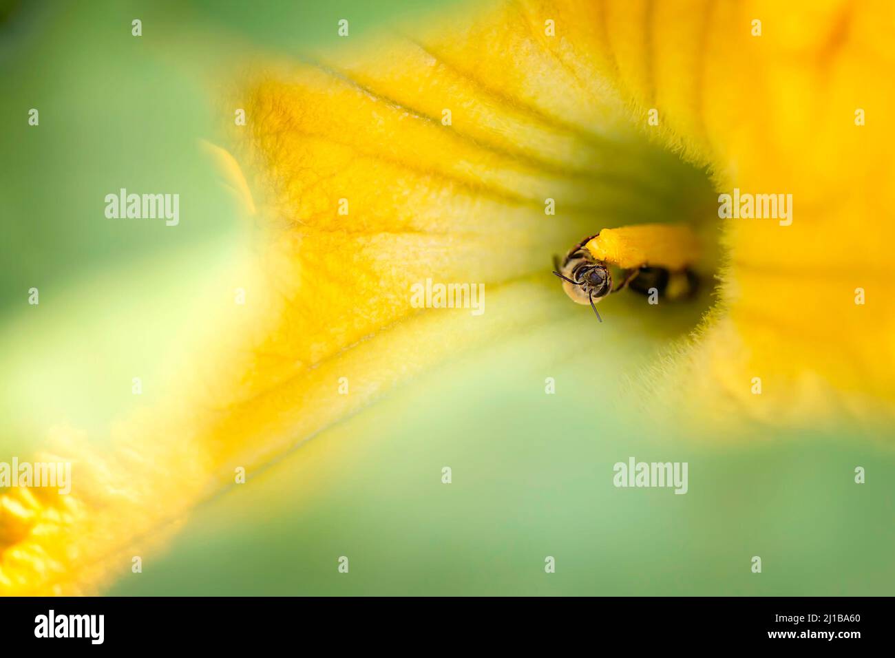 Bee in squash hi-res stock photography and images - Alamy