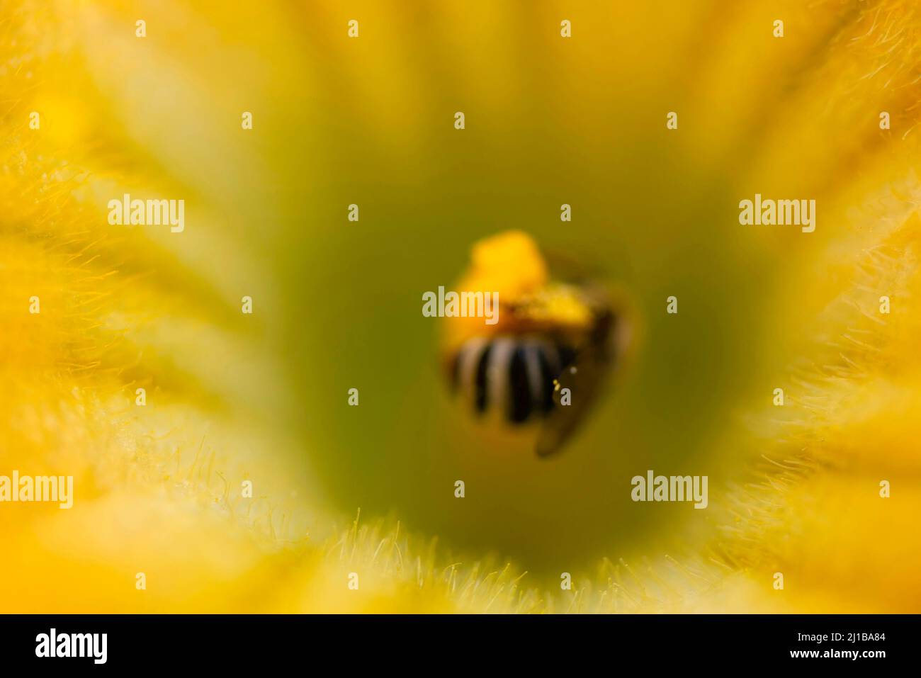 Bee in squash hi-res stock photography and images - Alamy