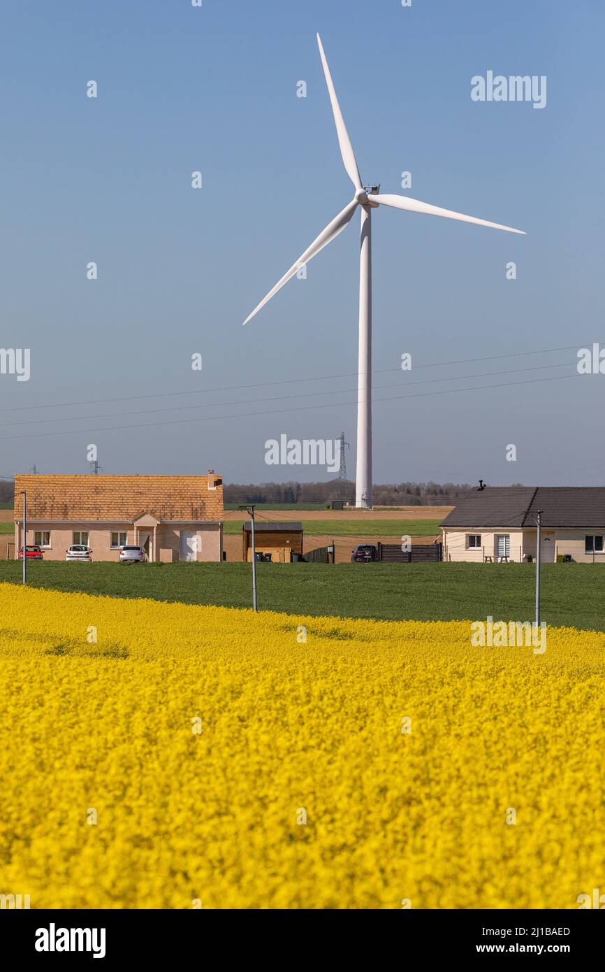 WIND TURBINE NEAR HOUSES IN FRONT OF A RAPE FIELD, MESNIL-SUR-ITON ...
