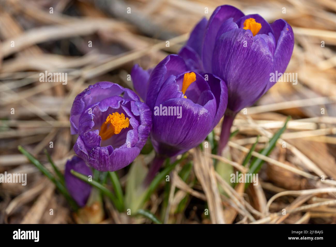 First bloom hi-res stock photography and images - Alamy