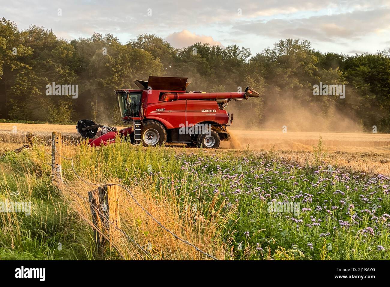 WHEAT HARVEST IN THE LATE AFTERNOON IN THE NORMANDY COUNTRYSIDE, RUGLES ...