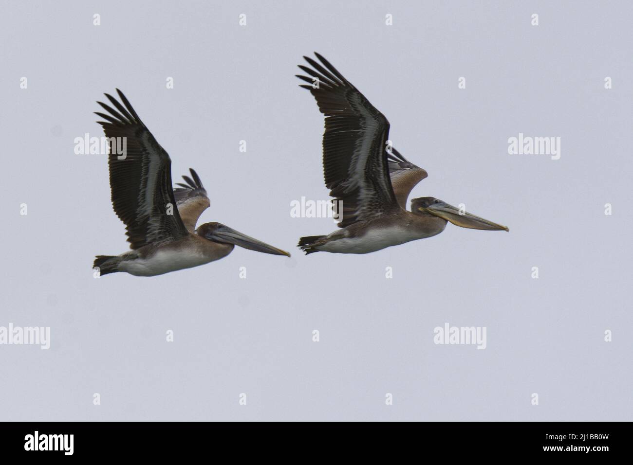 A low angle shot of two pelicans flying on a cloudy gray sky during ...