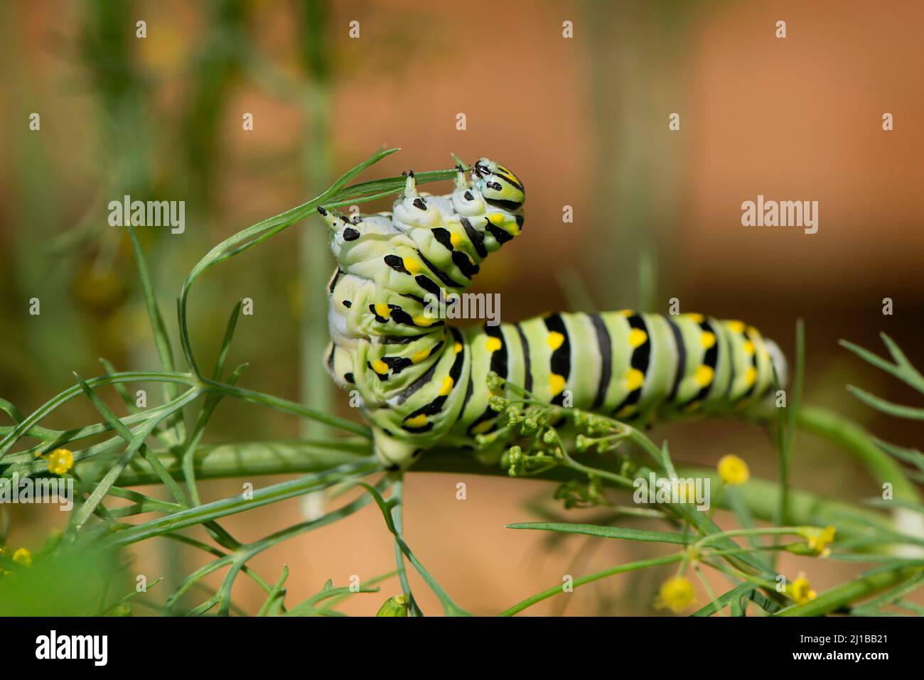 Black Swallowtail Caterpillar Stock Photo - Alamy