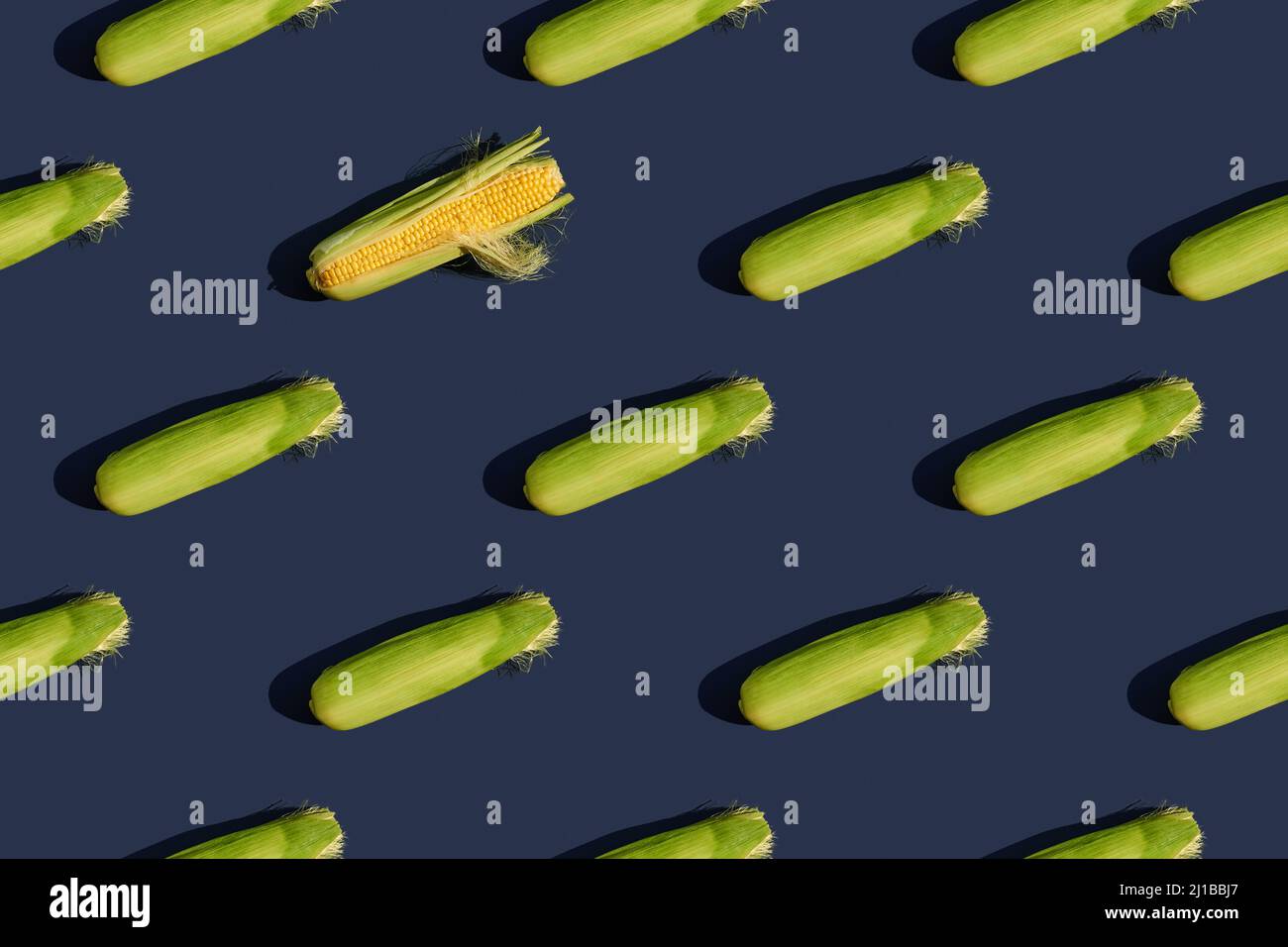 A green ear of corn. Juicy corn of a new harvest. Many closed corns ...