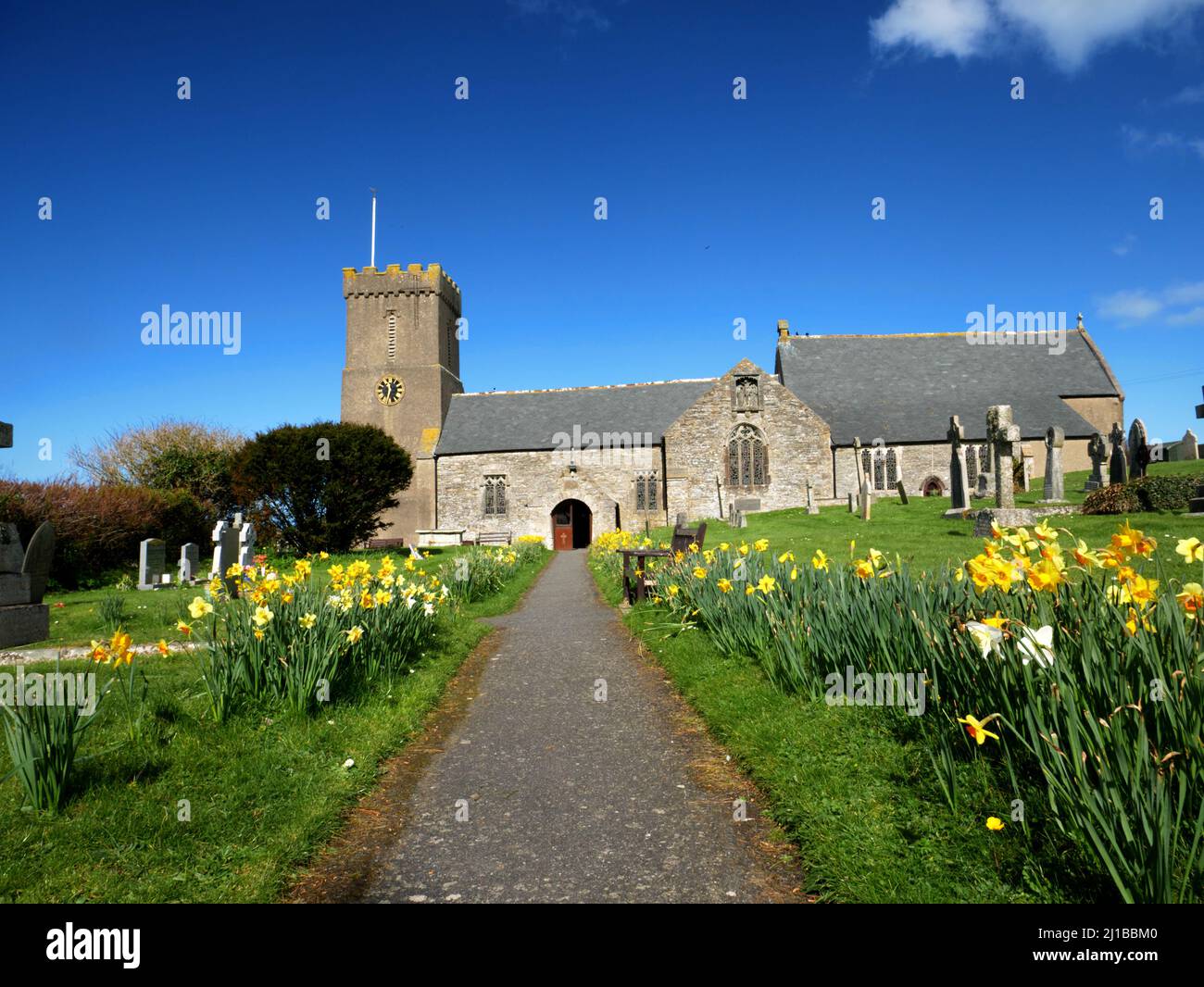 Daffodils line the path at St Carantoc, Crantock, Newquay, Cornwall ...