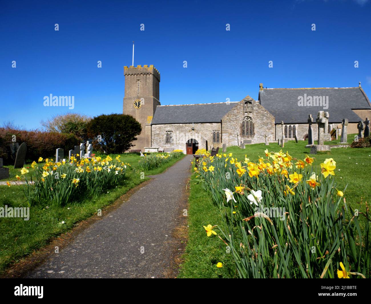 Daffodils line the path at St Carantoc, Crantock, Newquay, Cornwall ...